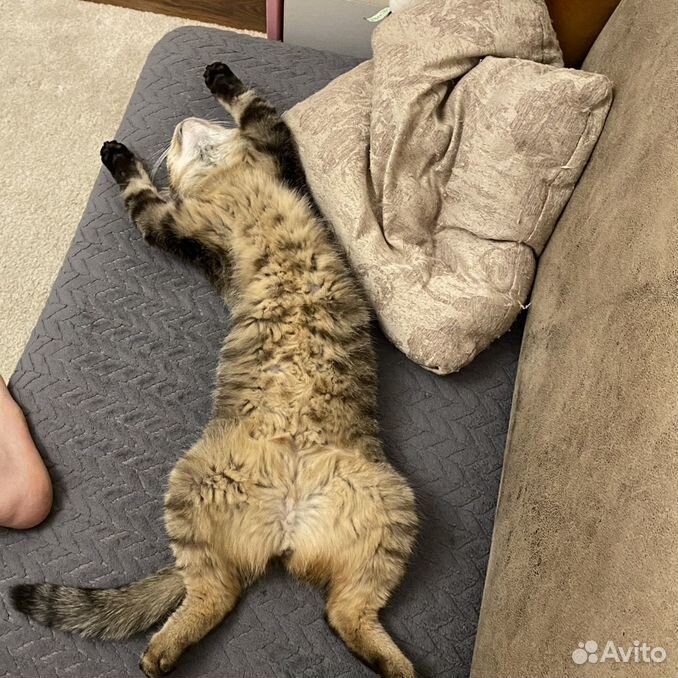 Кот Сэм ищет себе дом