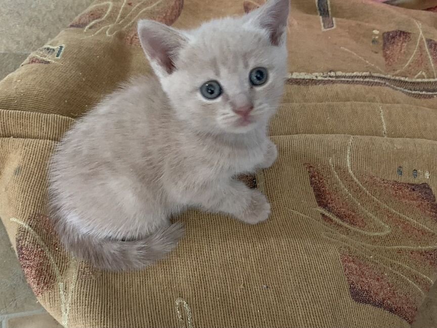 Британские котята