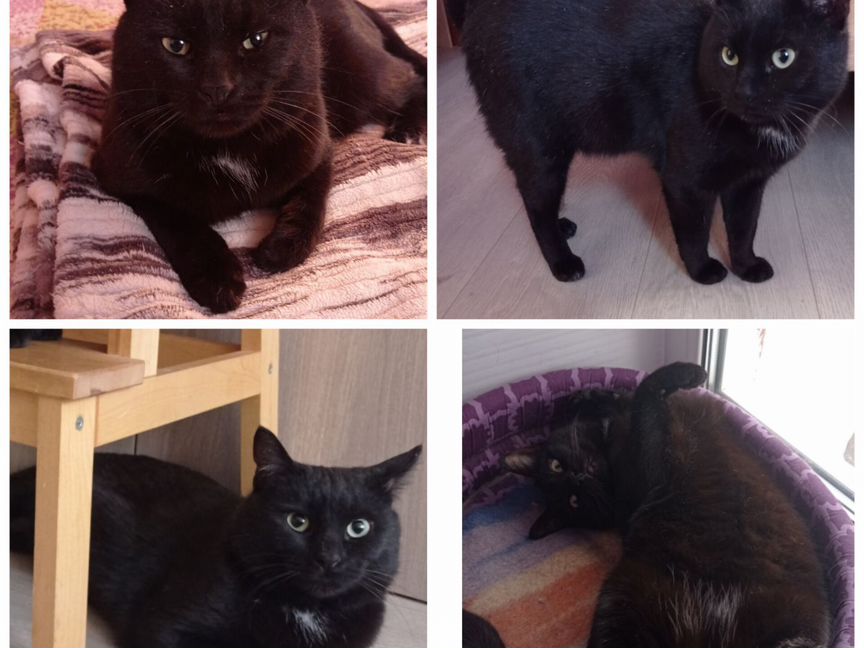 Котик в добрые руки