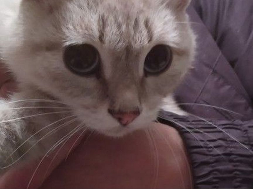 Отдадим кошку в добрые руки