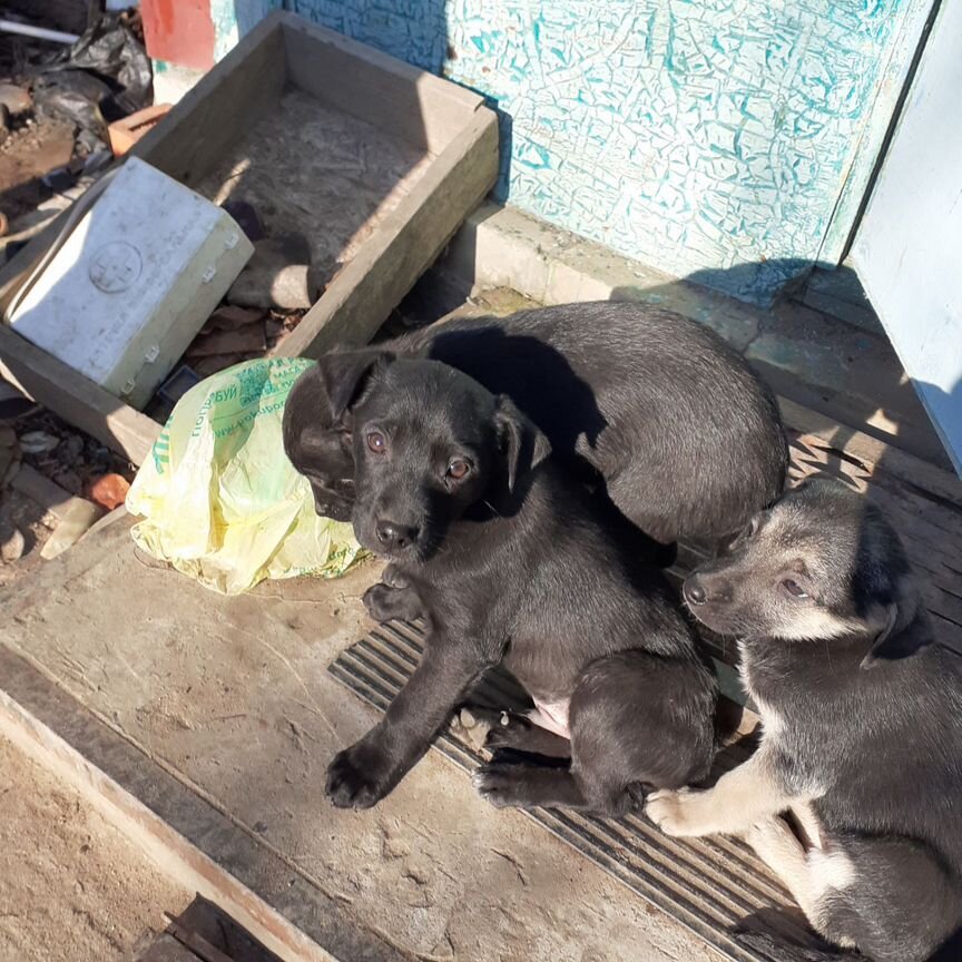 Щеночки в добрые руки