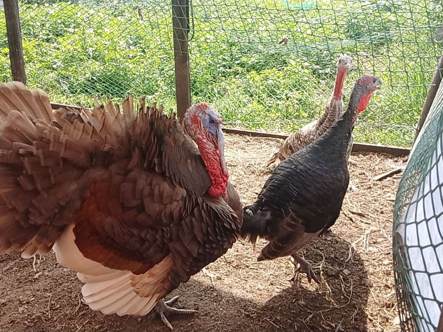 Индюки на племя