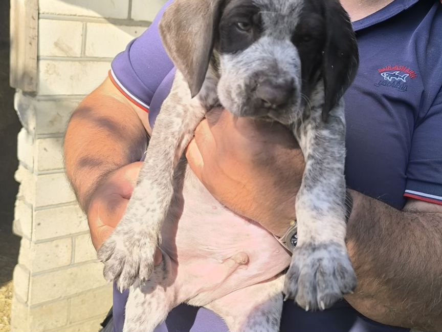 Продаются щенки