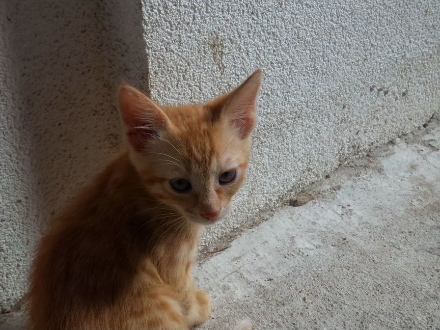 Котёнок в дар