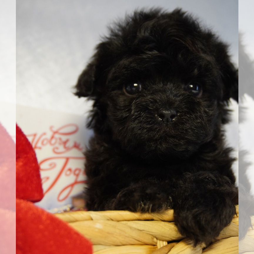 Мальтипу, щенок