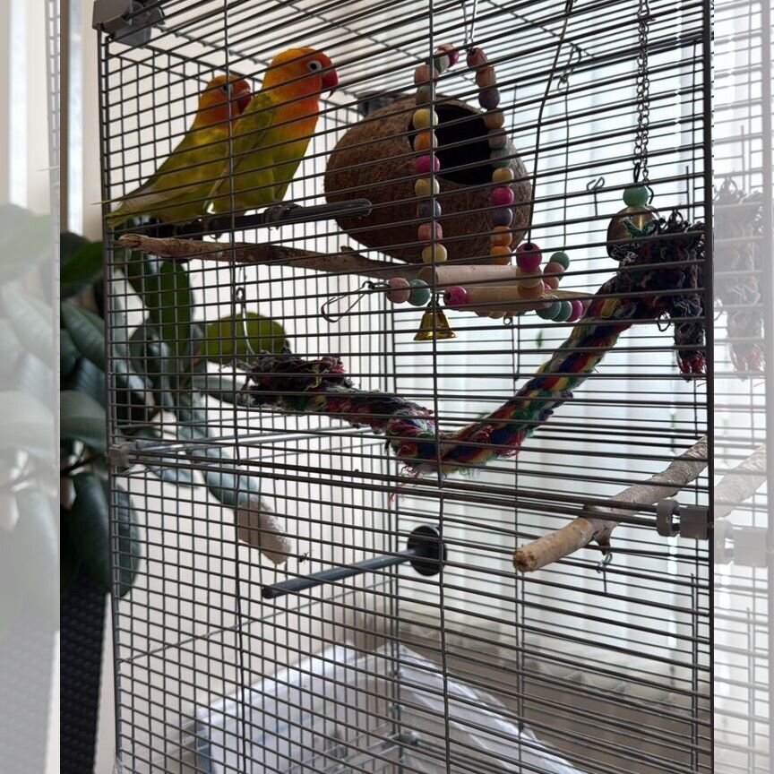 Продам попугаев неразлучников