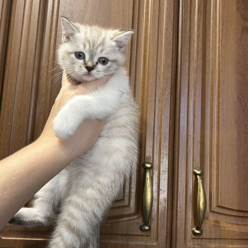 Шотландские котята скоттиш страйт