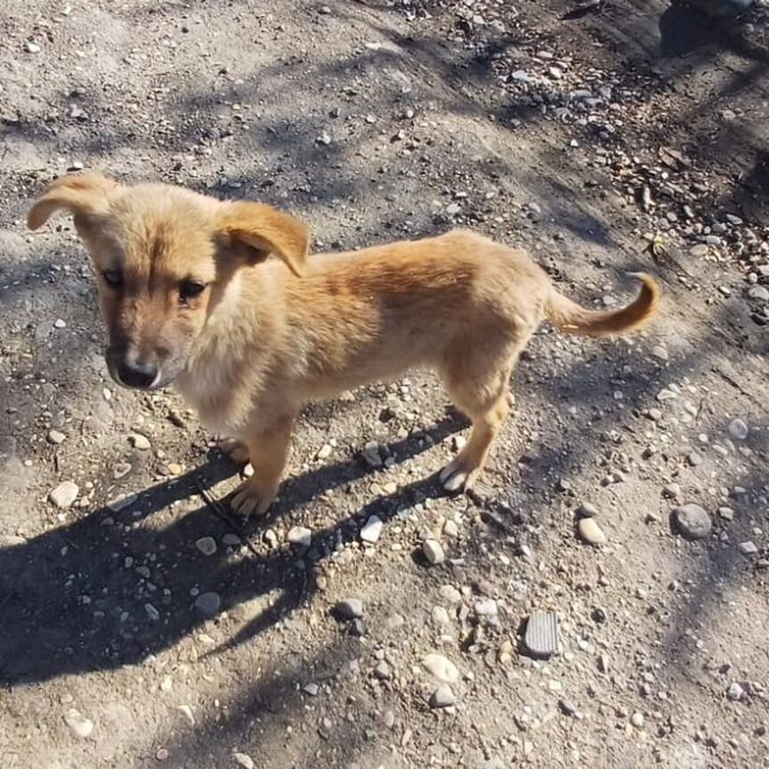 Щенок в добрые руки