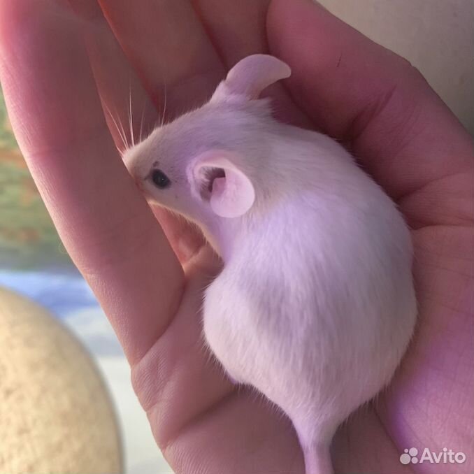 Мышки девочки белые