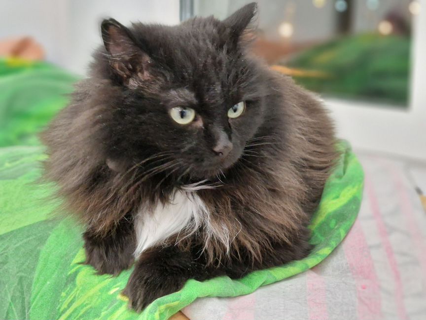 Кошка Лесси 1,5 лет, ищет надёжную семью