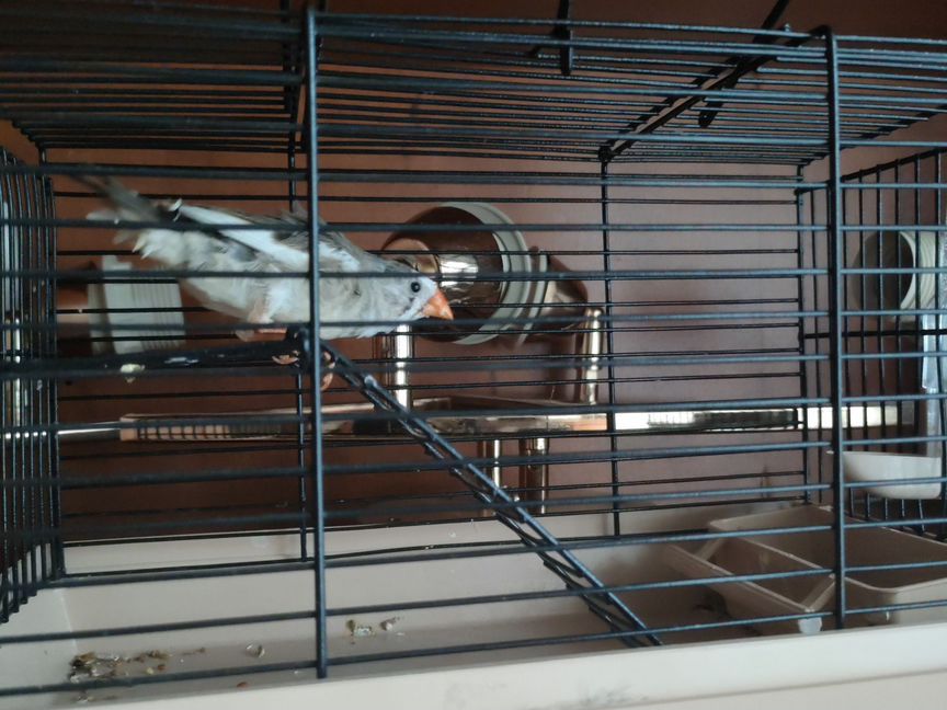 Птичка амадинка