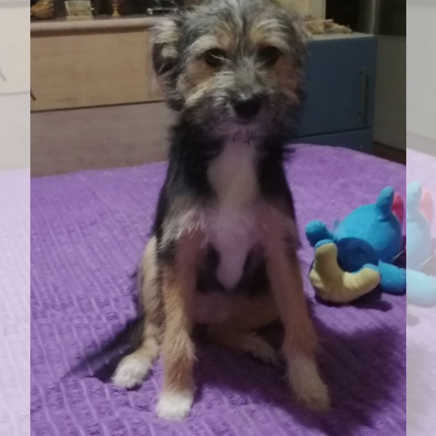 Йоркширский терьер, щенок