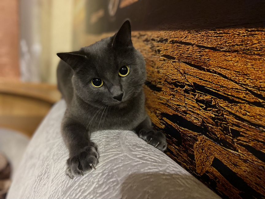 Котик Тайсон ищет дом