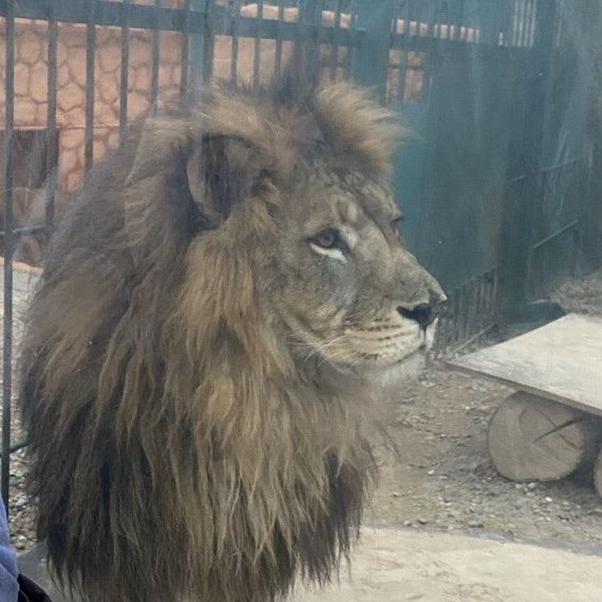 Беспородные котята