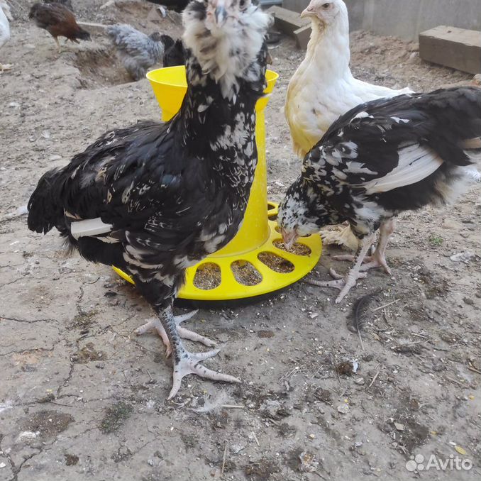 Гергебильская порода кур и петухов