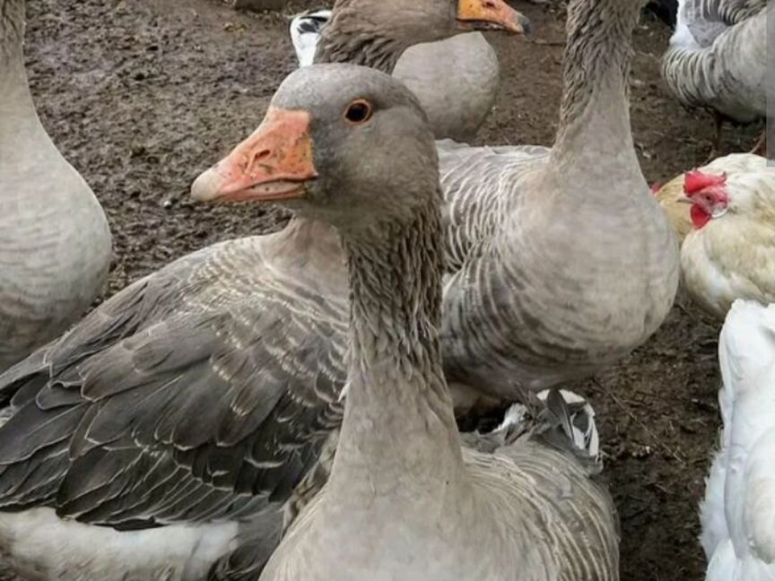 Гусь