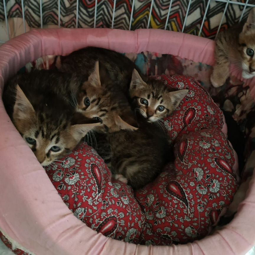 Котята