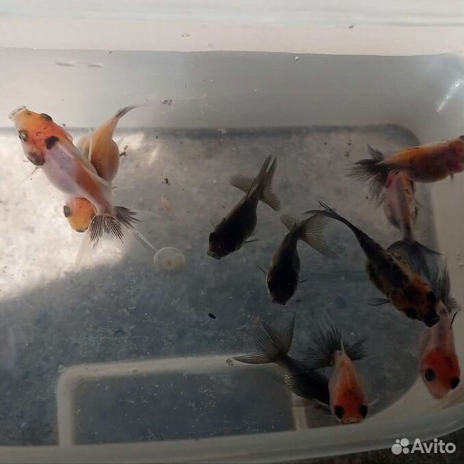 Малек Золотой рыбки