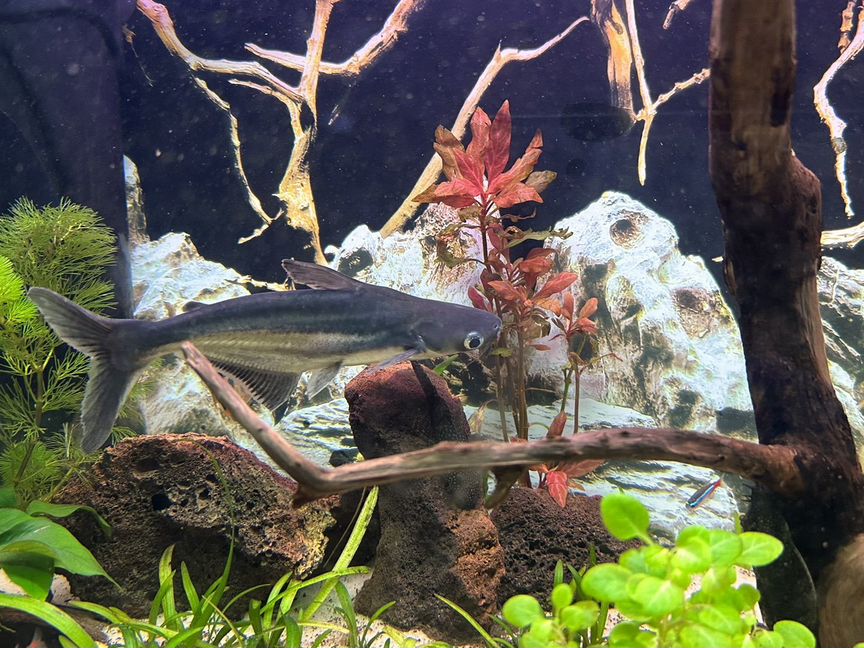 Рыба понгасиус