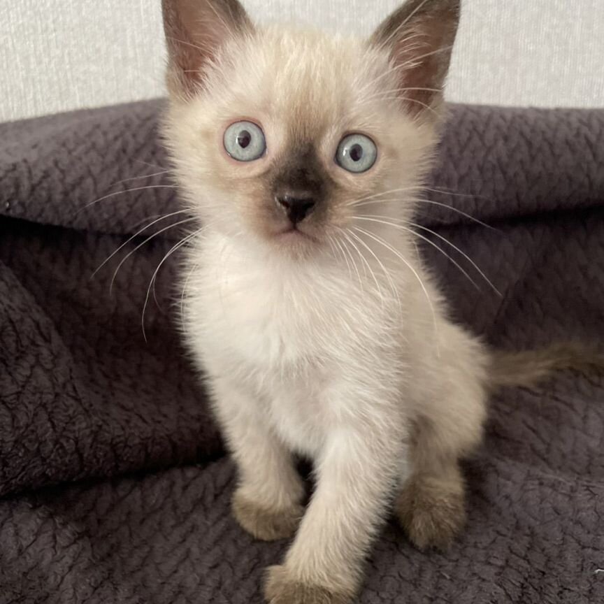 Котёнок