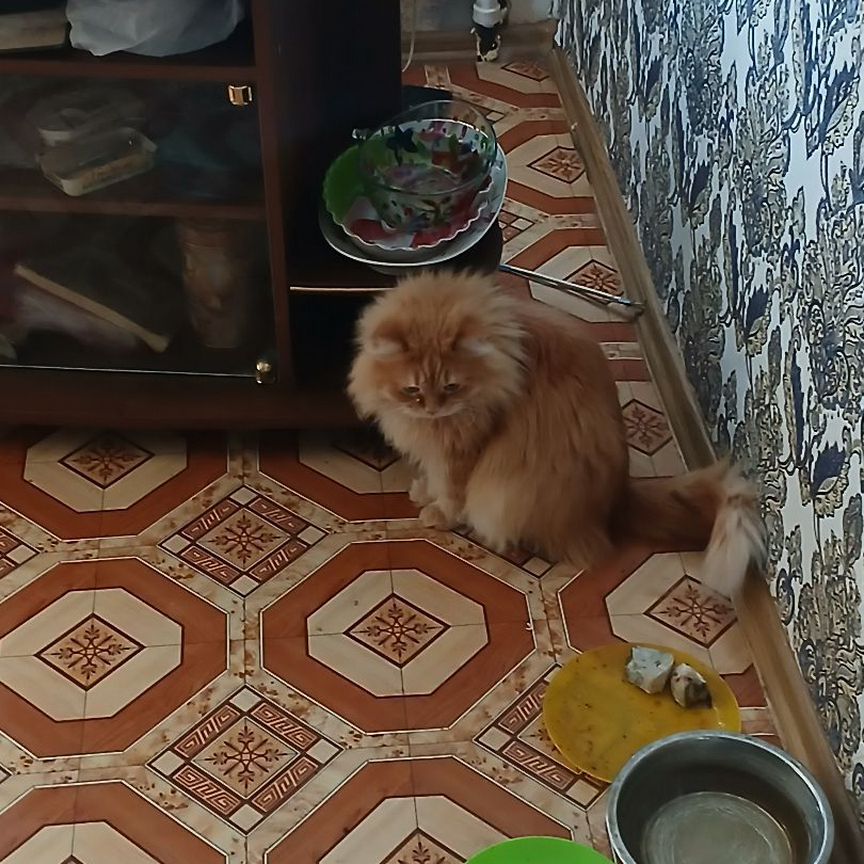 Кот. 6 лет. Кострат