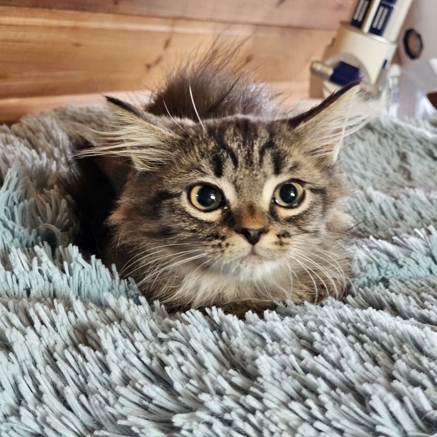 Котёнок Добрыня в квартиру доброй семье