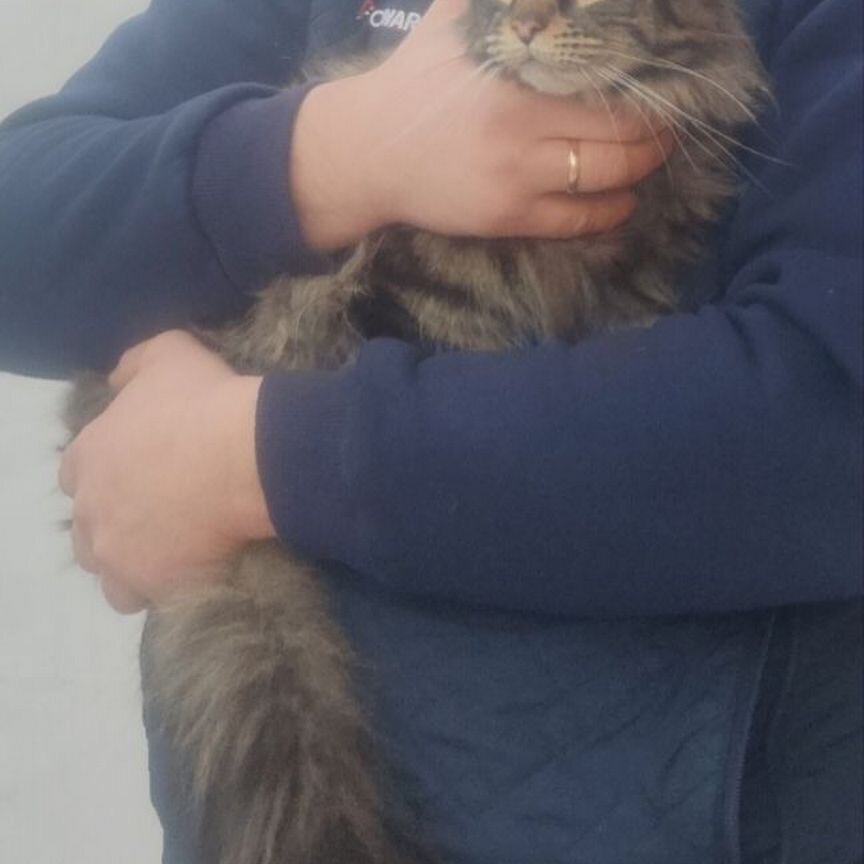 Кошка майнкун