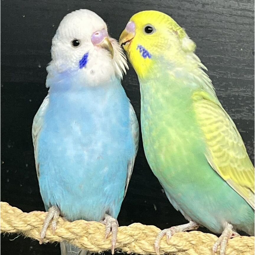 Волнистый попугай птенцы