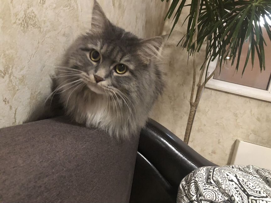 Мейн-кун вязка