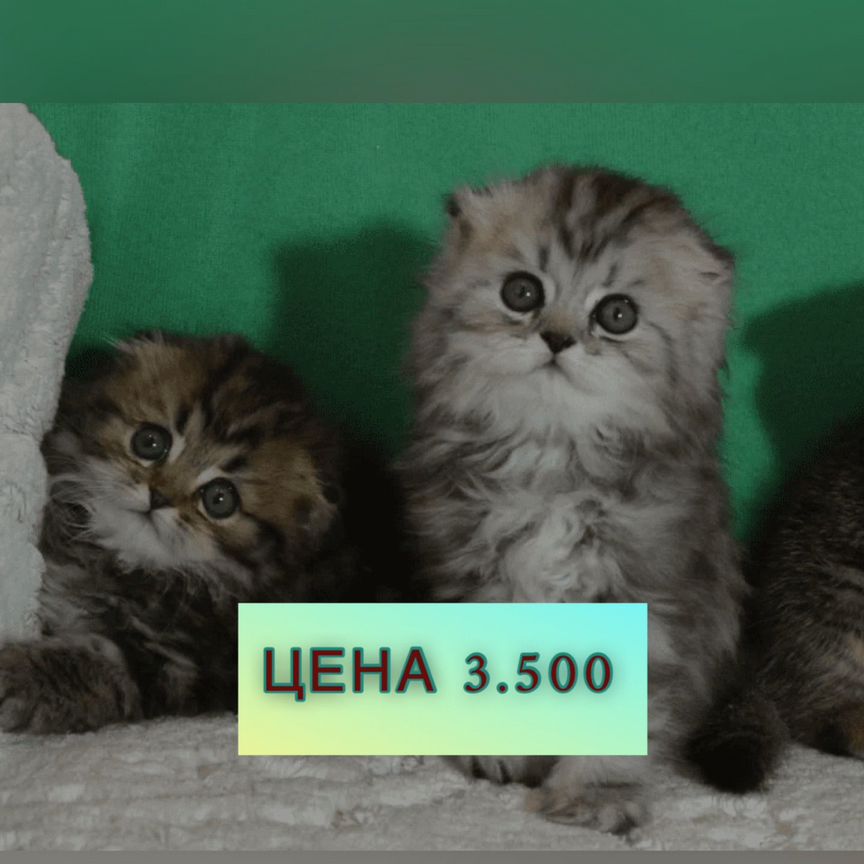 Шотландский вислоухий длинношёрстный котёнок