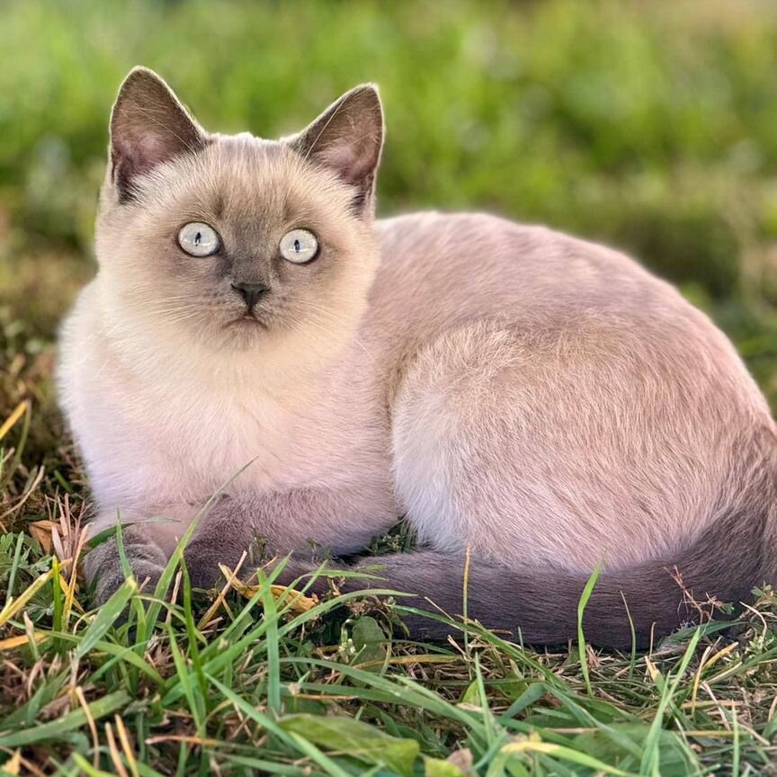 Котенок и мама ищут дом
