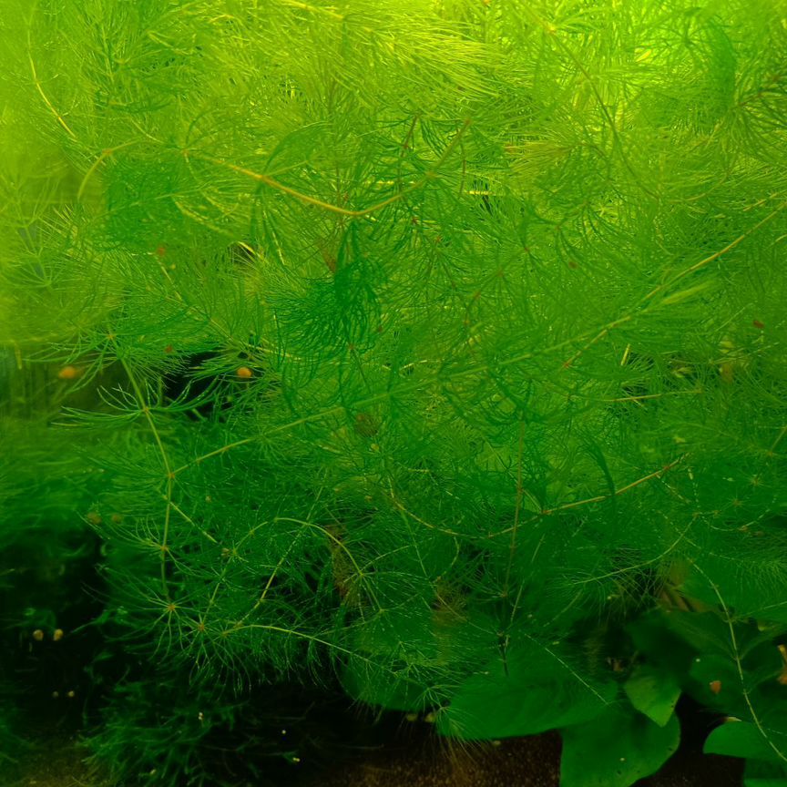 Аквариумные растения