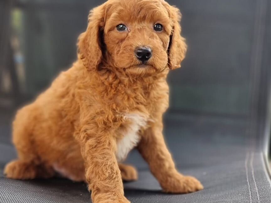 Потрясающий красавец, Мальчик,Лабрадудль