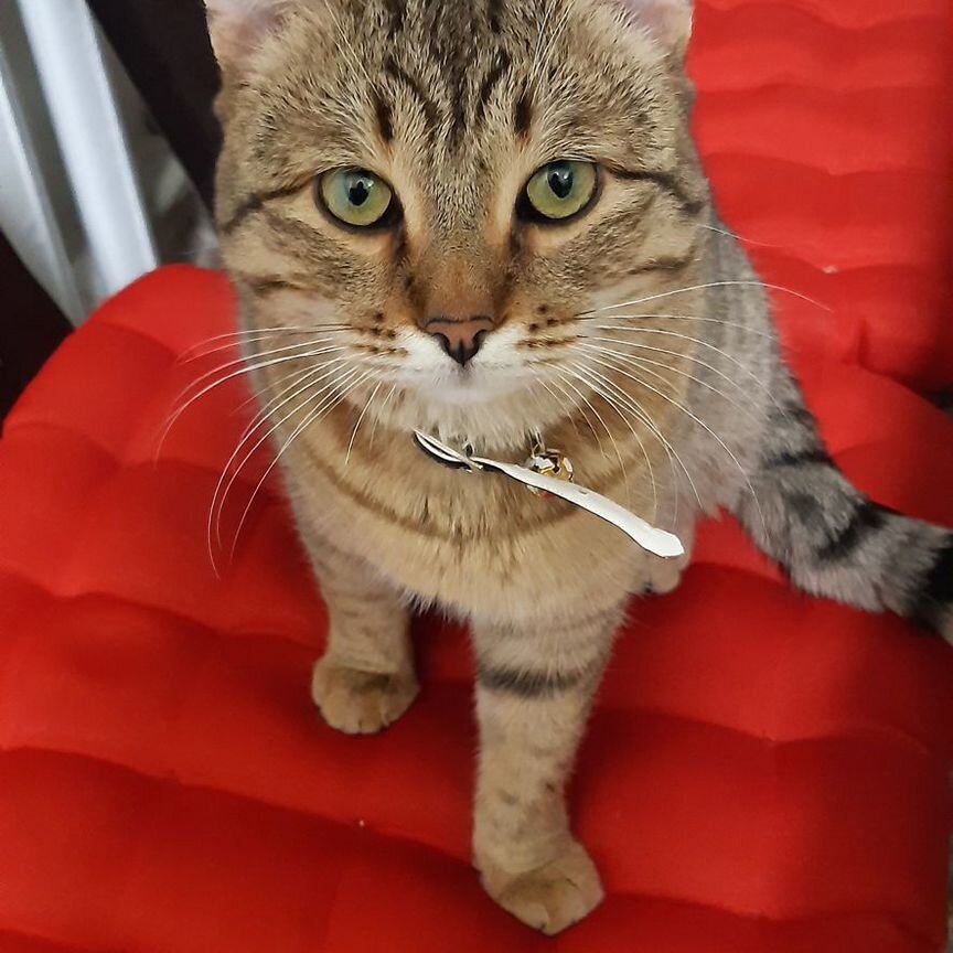 Найден кот, просьба найти новых хозяев для кота