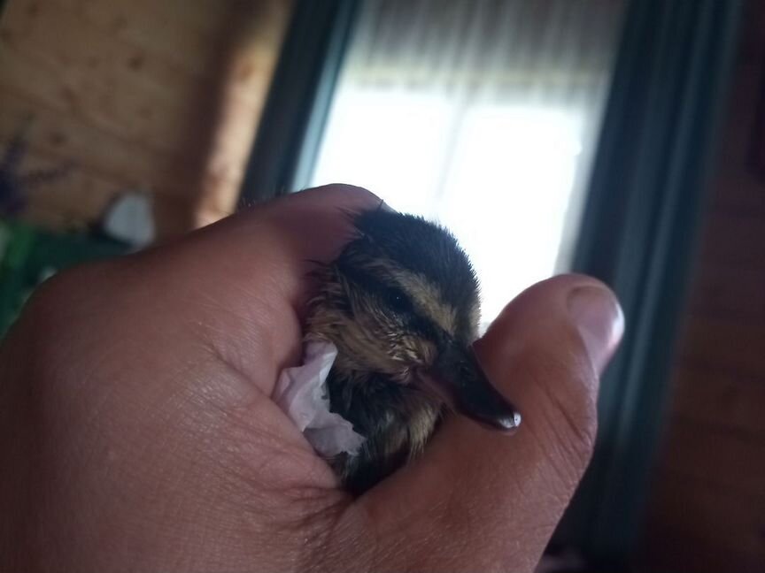 Утки подсадные для охоты