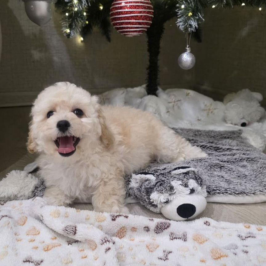 Мальтипу, щенок