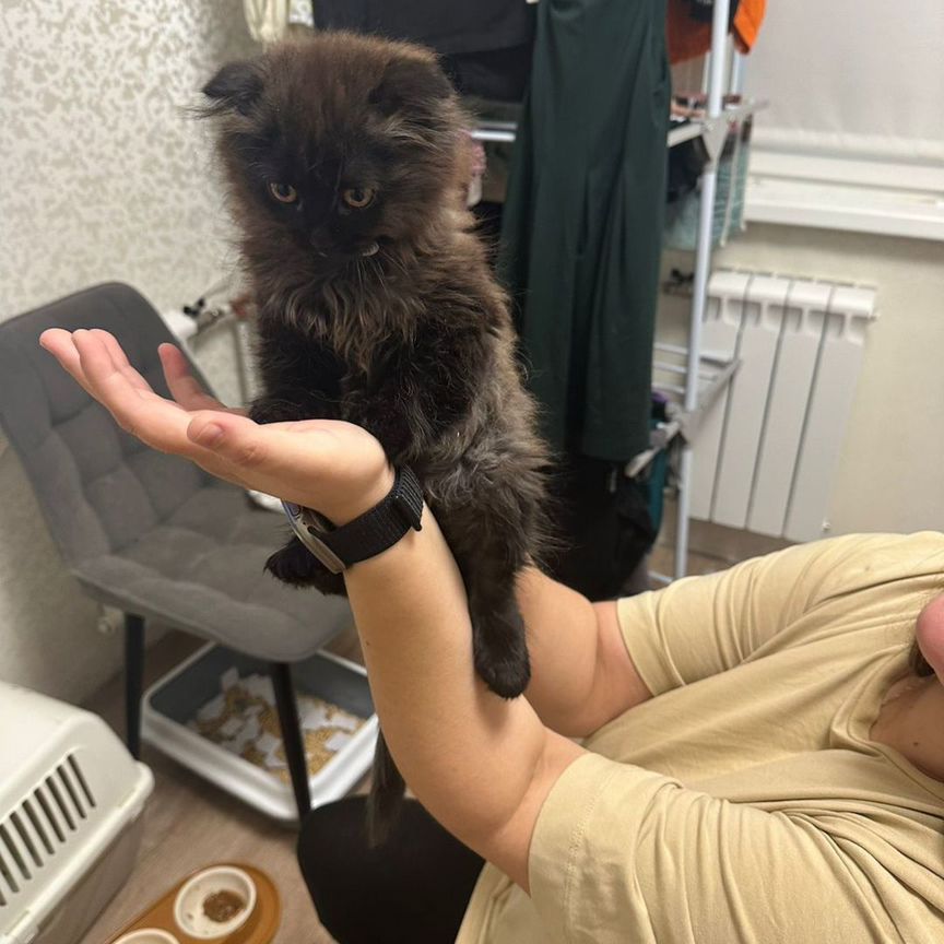 Кошечка вислоухая