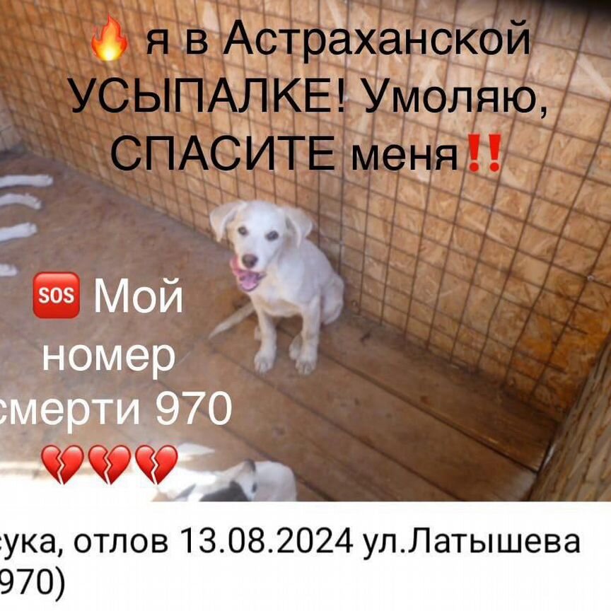 Собака в добрые руки