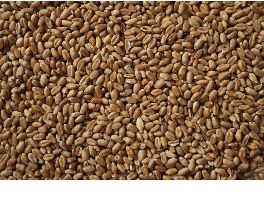 Пшеница мягкая сорт старт