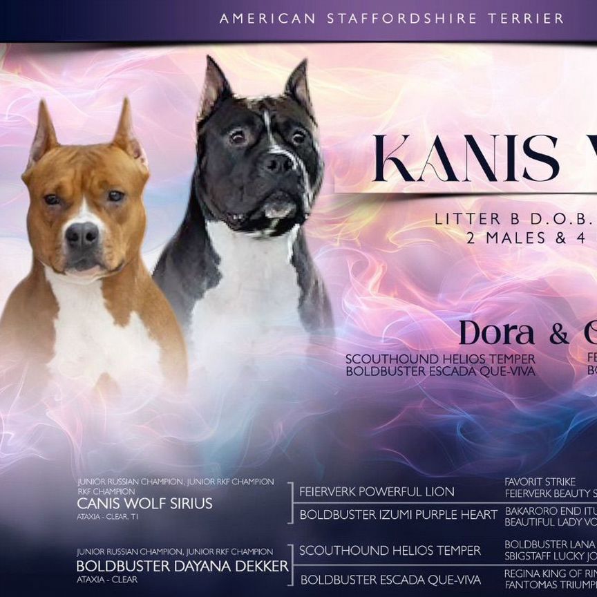 Амстафф щенок