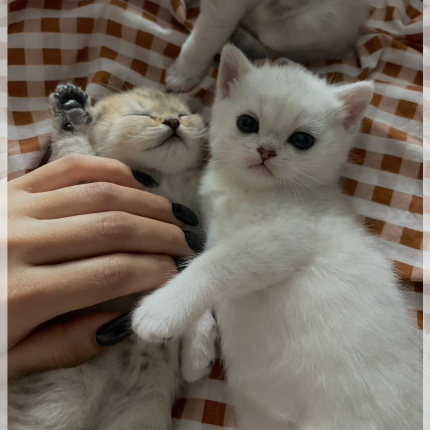 Шотландский прямоухий короткошёрстный котёнок