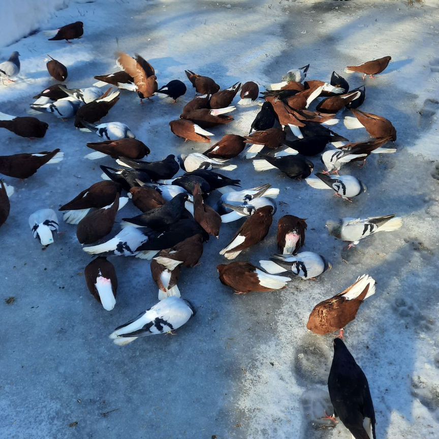 Продажа николаевских голубей