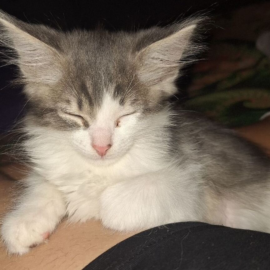 Котёнок в добрые руки