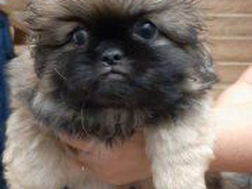 Щенки пекинеса