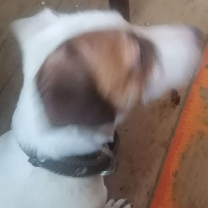 Собака джек-рассел