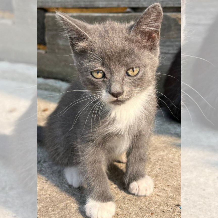 Котёнок в добрые руки