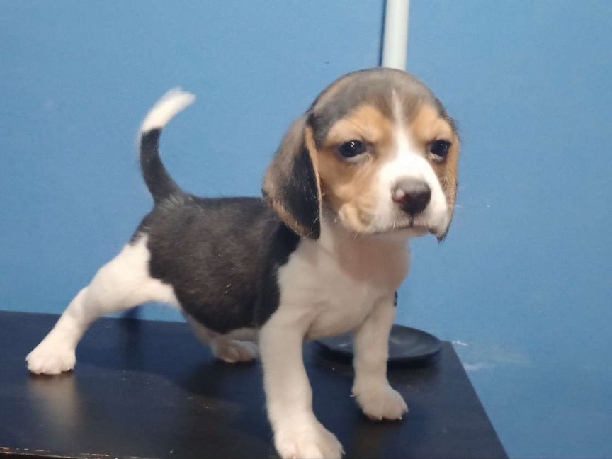 Щенки бигль