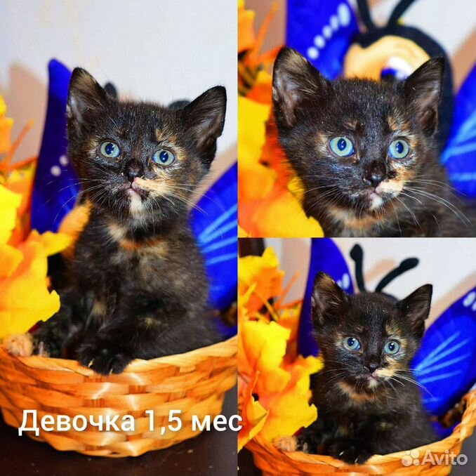 Две сестрички ищут дом