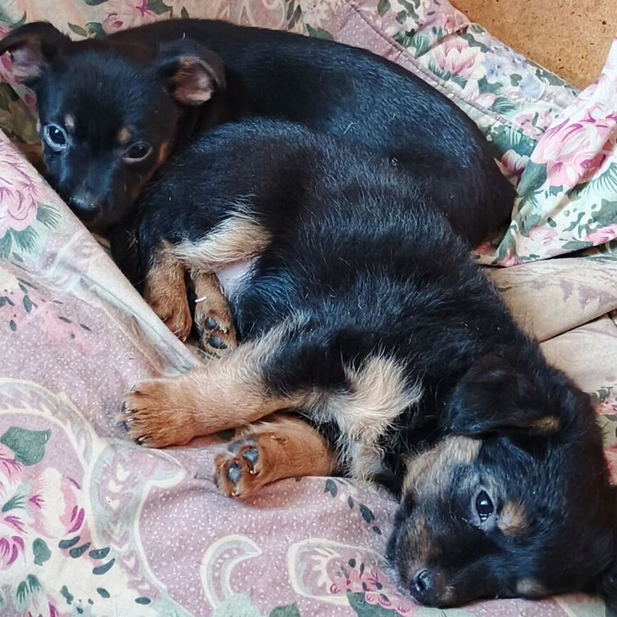 Русский той-терьер, щенок