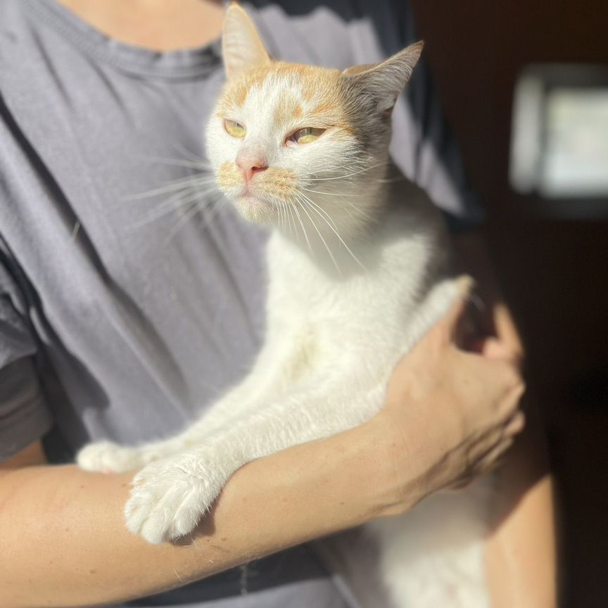 Помоги мне стать домашней